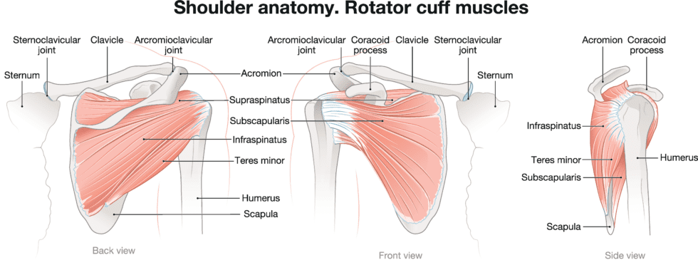 Peesscheur van de schouder (rotator cuff scheur) - Orthopedie Lier ...